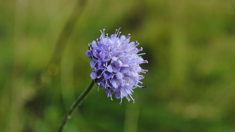 Devil's-bit scabious | The Wildlife Trusts
